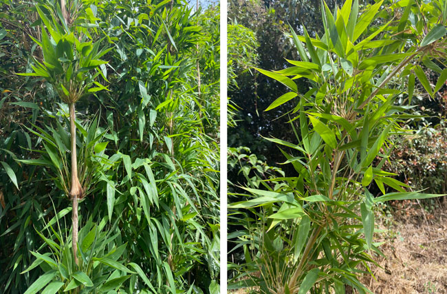 Chusquea Scandens – Fundación Promedio